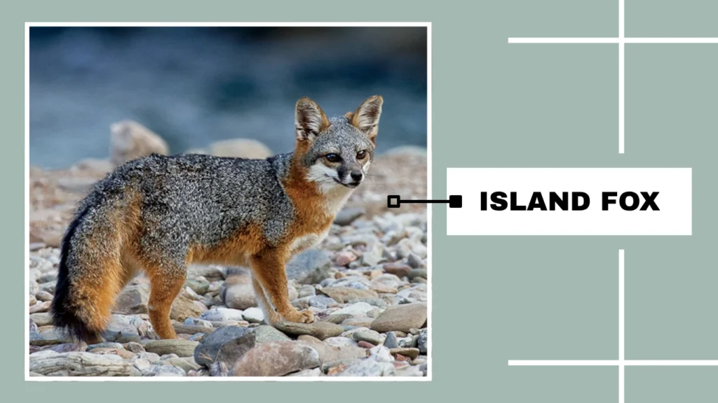 15 Types of Fox: Unique Species, Traits, and Habitats