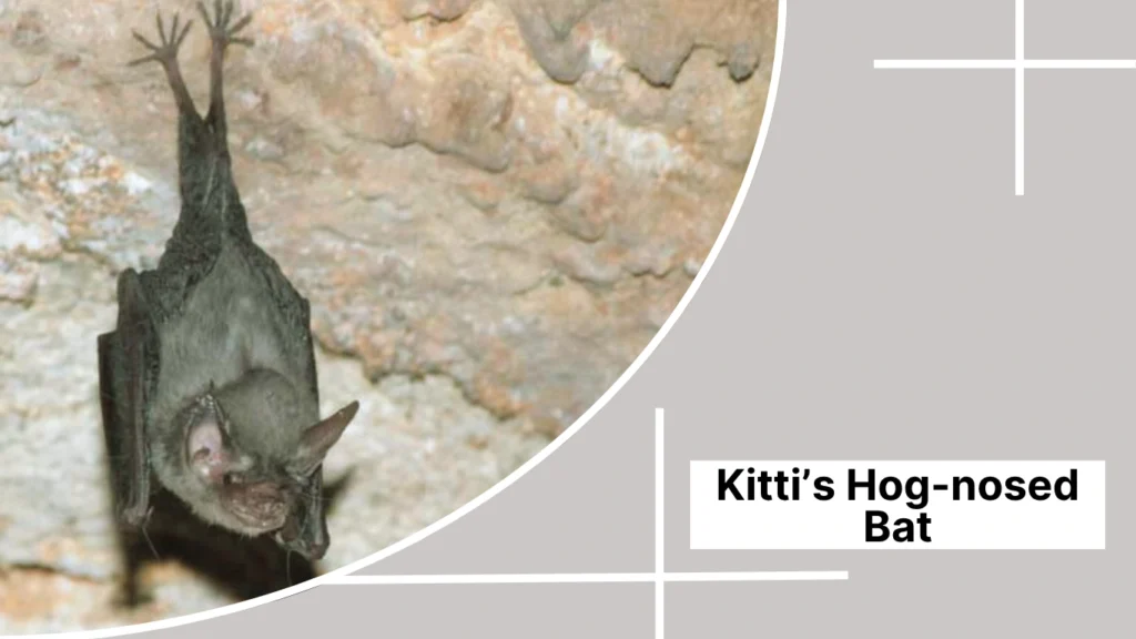 25 Unique Types of Bats: Identification with Pictures