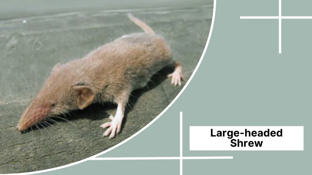25 Types of Shrews: Identification With Pictures