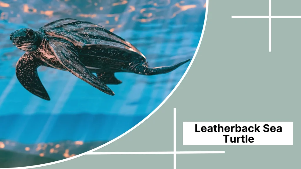 35 Types of Common Turtles: Identification with Name and Pictures