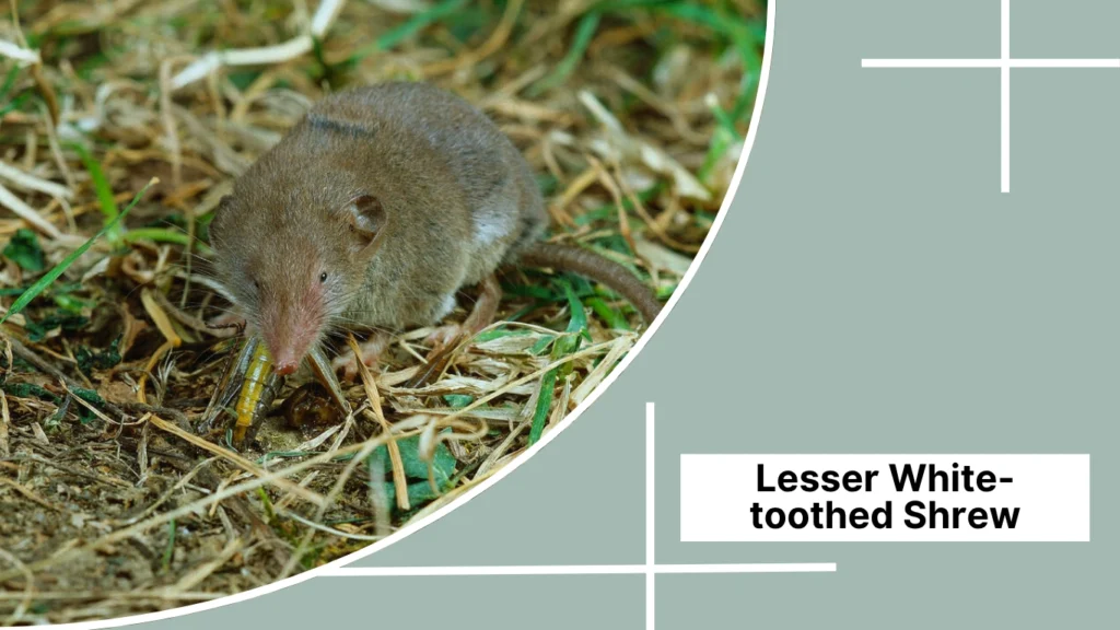 25 Types of Shrews: Identification With Pictures