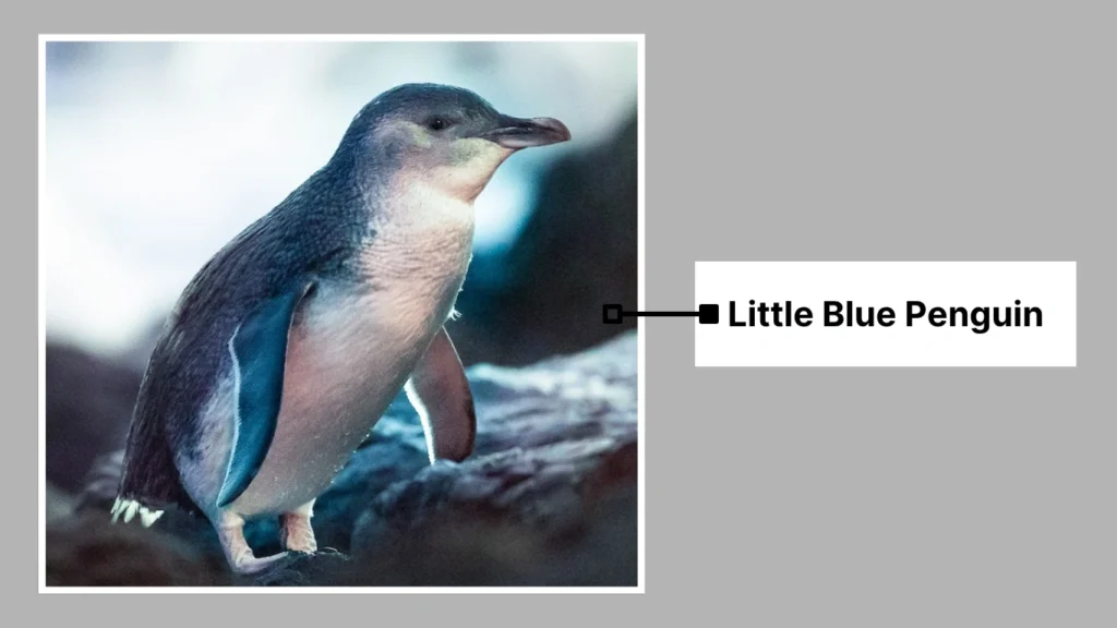 15 Types of Penguins: Identification with Pictures and Names