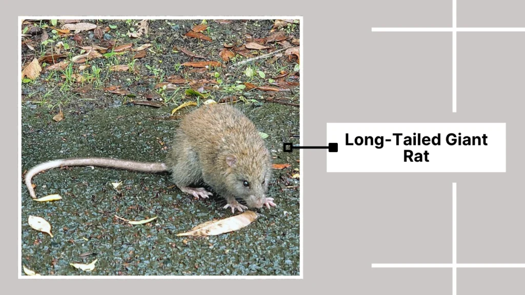 31 Common Types of Rats: Identification With Pictures