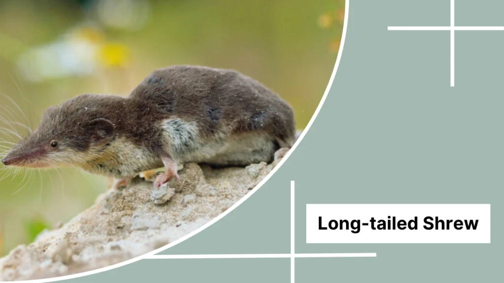 25 Types of Shrews: Identification With Pictures