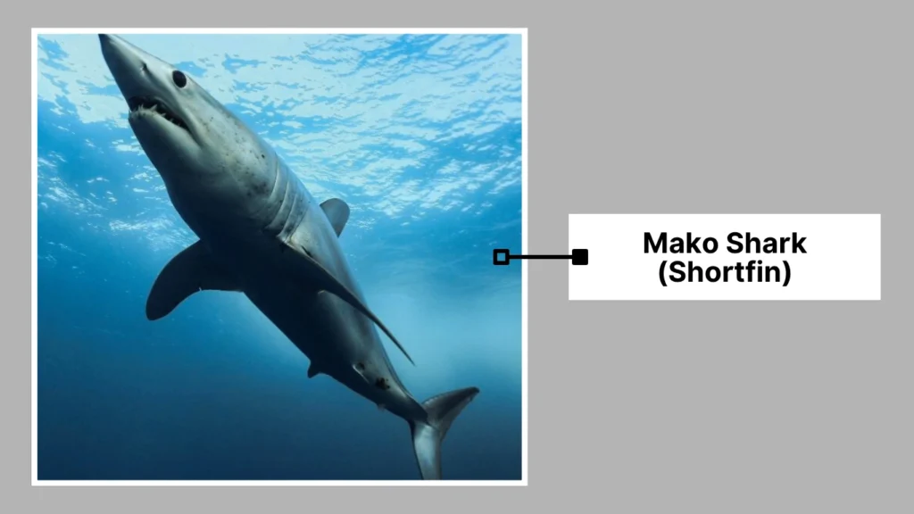 35 Different Types of Sharks: Identification with Pictures