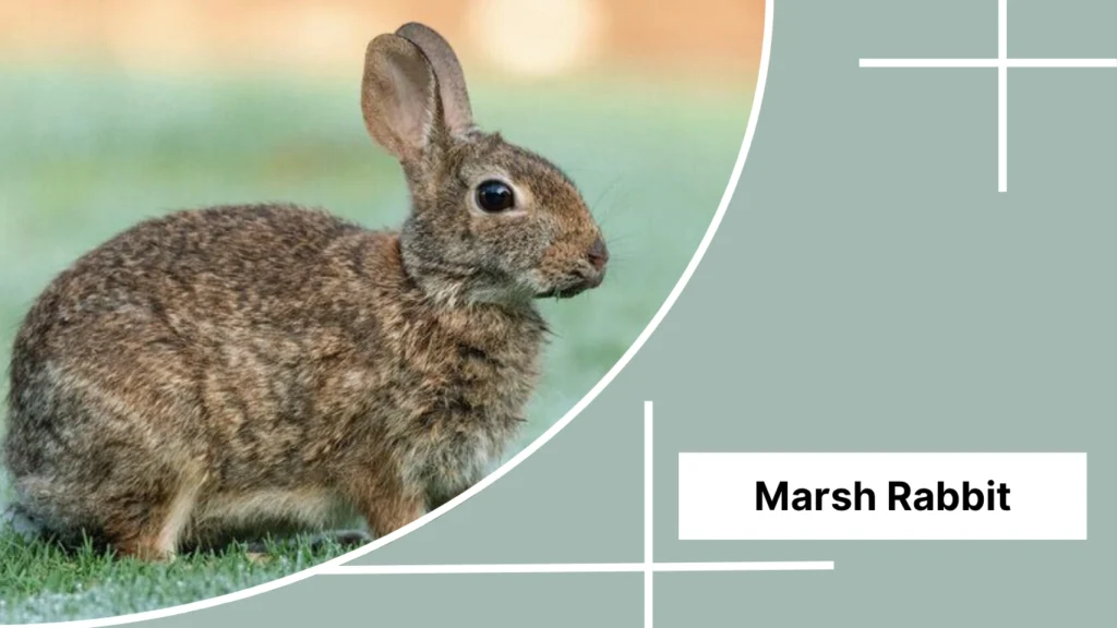 25 Types of Rabbits: Identification with Pictures and Names