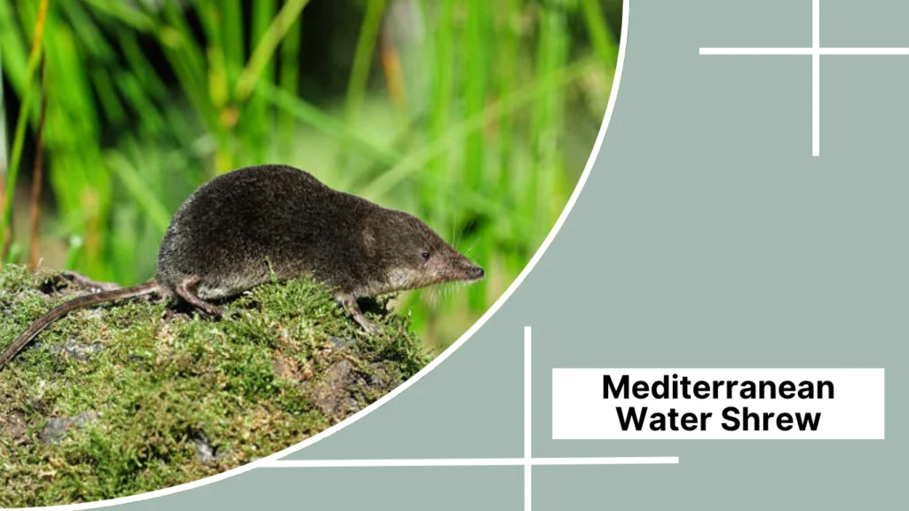 25 Types of Shrews: Identification With Pictures