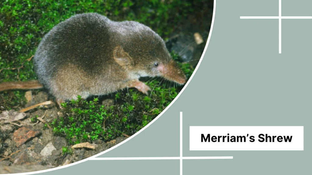 25 Types of Shrews: Identification With Pictures