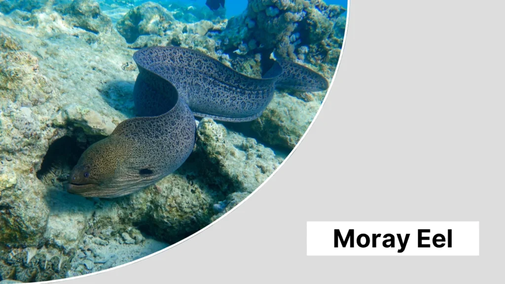 35 Types of Sea Animals: Identification with Pictures and Name