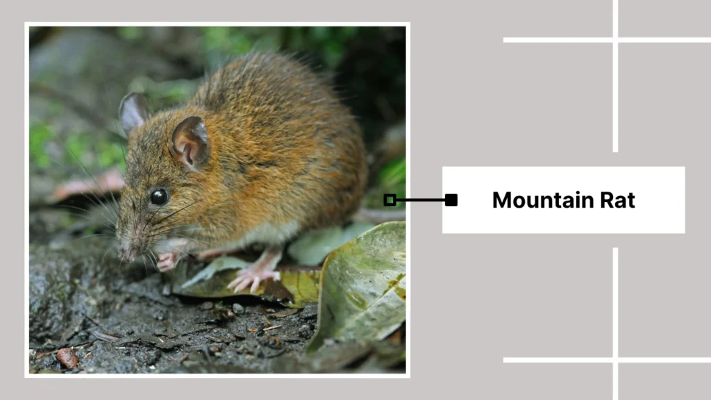 31 Common Types of Rats: Identification With Pictures