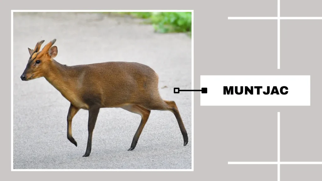 25 Common Types of Deer: Identification With Pictures