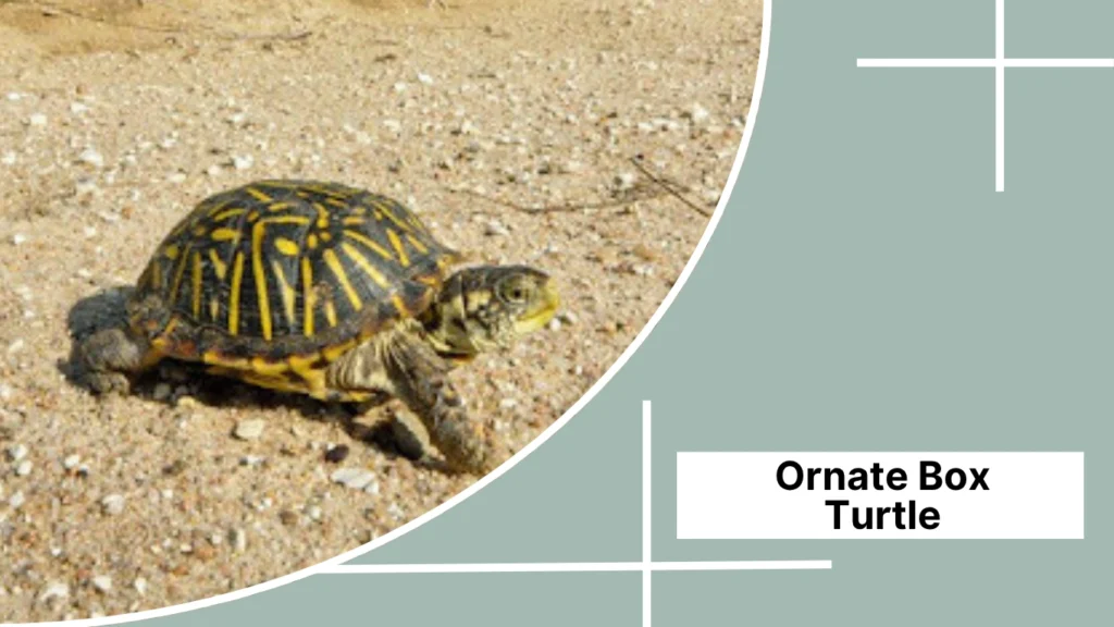 35 Types of Common Turtles: Identification with Name and Pictures