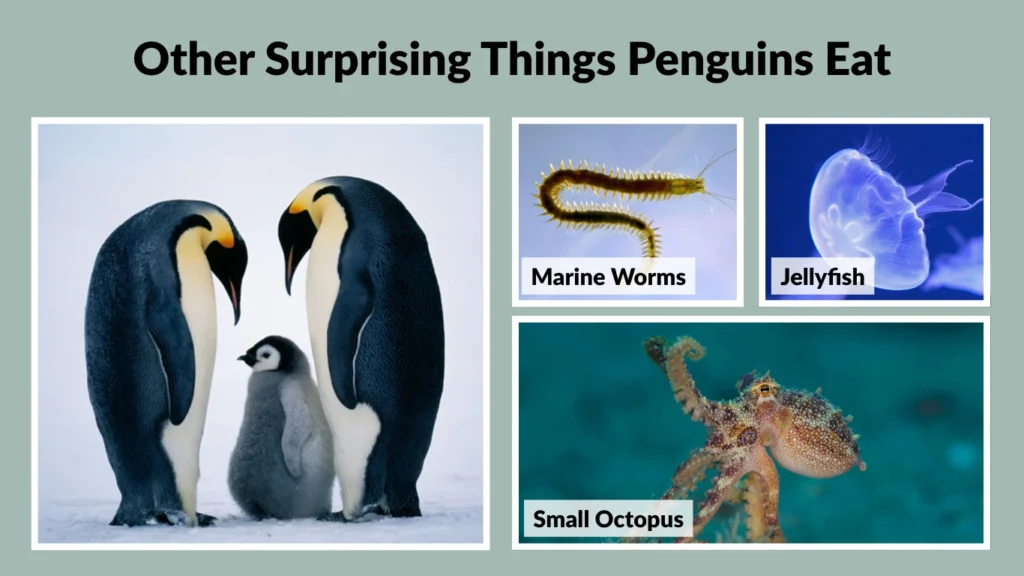 What Do Penguins Eat? 23 Common Foods They Love in the Wild