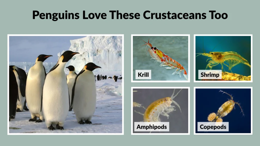 What Do Penguins Eat? 23 Common Foods They Love in the Wild