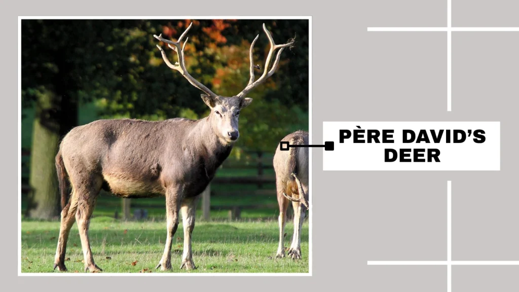 25 Common Types of Deer: Identification With Pictures