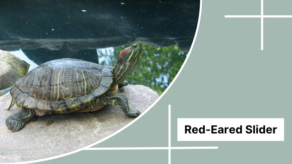 35 Types of Common Turtles: Identification with Name and Pictures