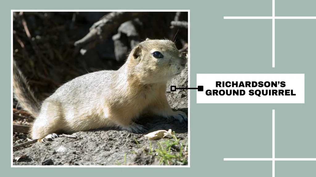 25 Types of Squirrels: Identification with Pictures