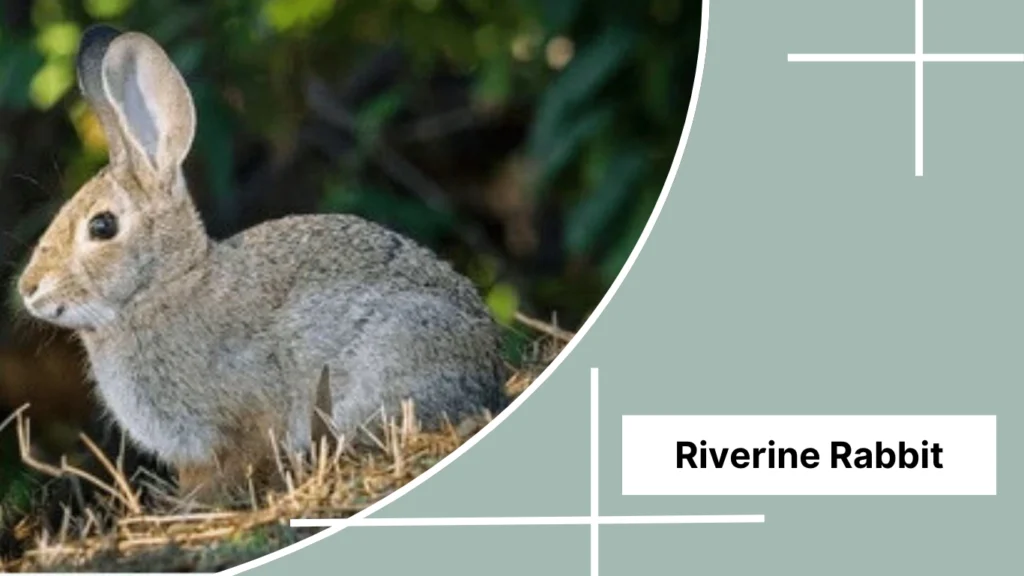 25 Types of Rabbits: Identification with Pictures and Names