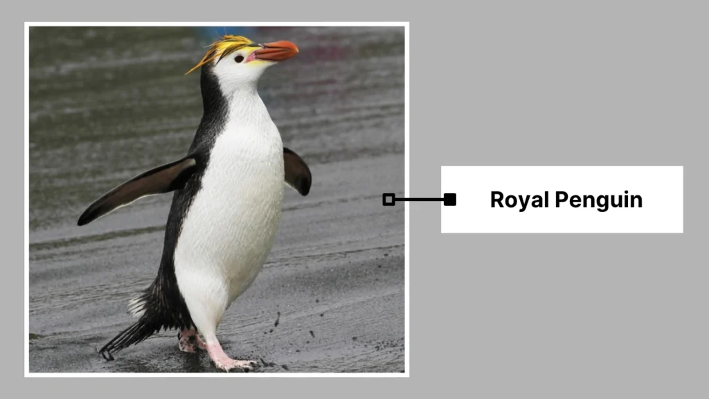 15 Types of Penguins: Identification with Pictures and Names