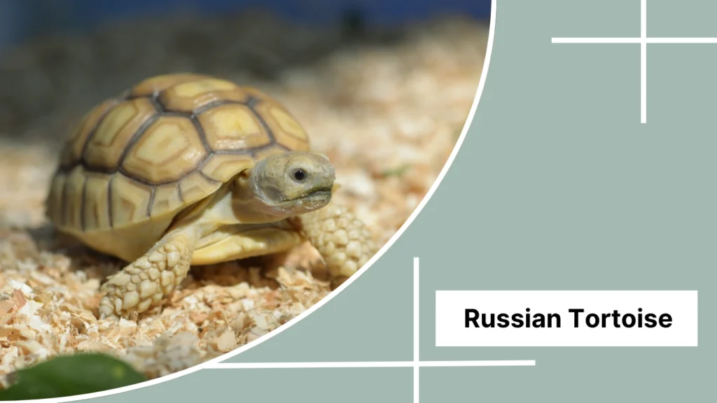 35 Types of Common Turtles: Identification with Name and Pictures