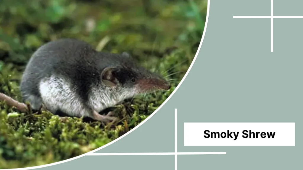 25 Types of Shrews: Identification With Pictures