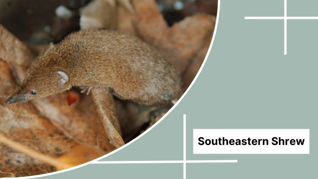 25 Types of Shrews: Identification With Pictures