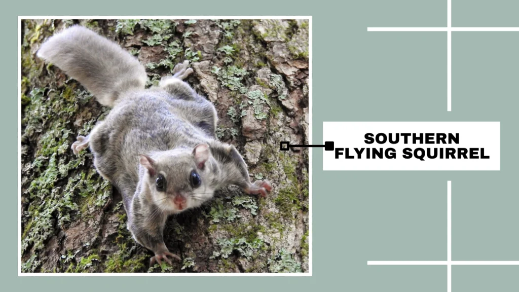 25 Types of Squirrels: Identification with Pictures