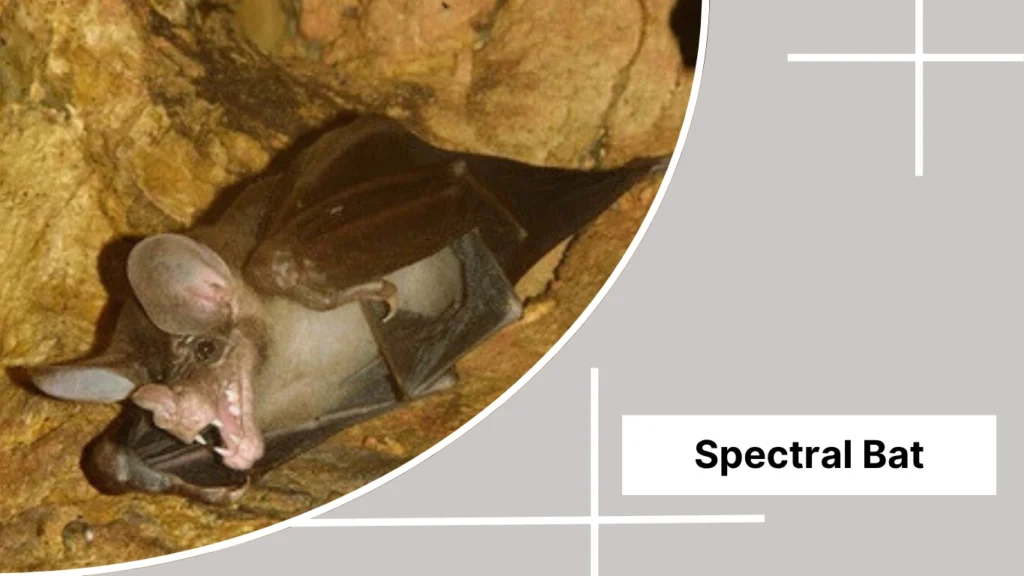 25 Unique Types of Bats: Identification with Pictures