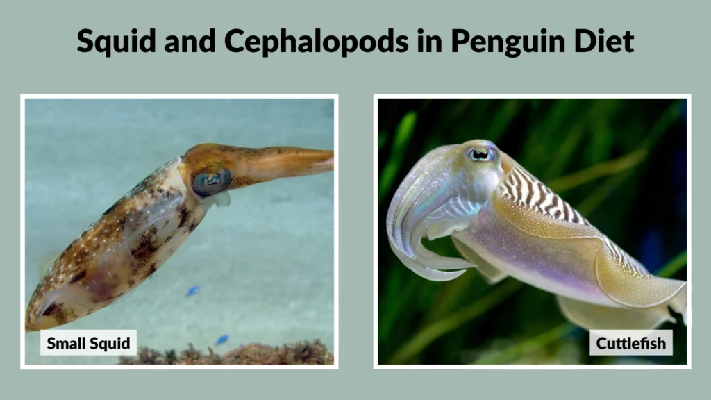 What Do Penguins Eat? 23 Common Foods They Love in the Wild