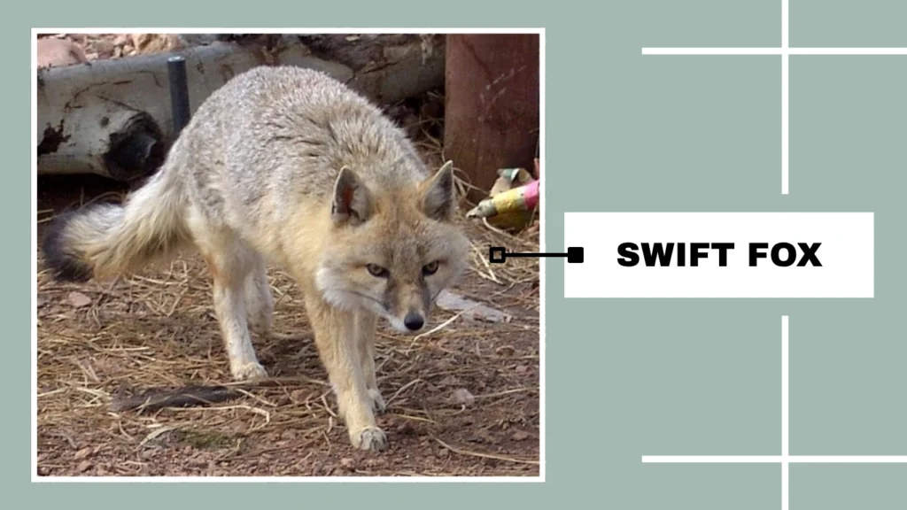 15 Types of Fox: Unique Species, Traits, and Habitats