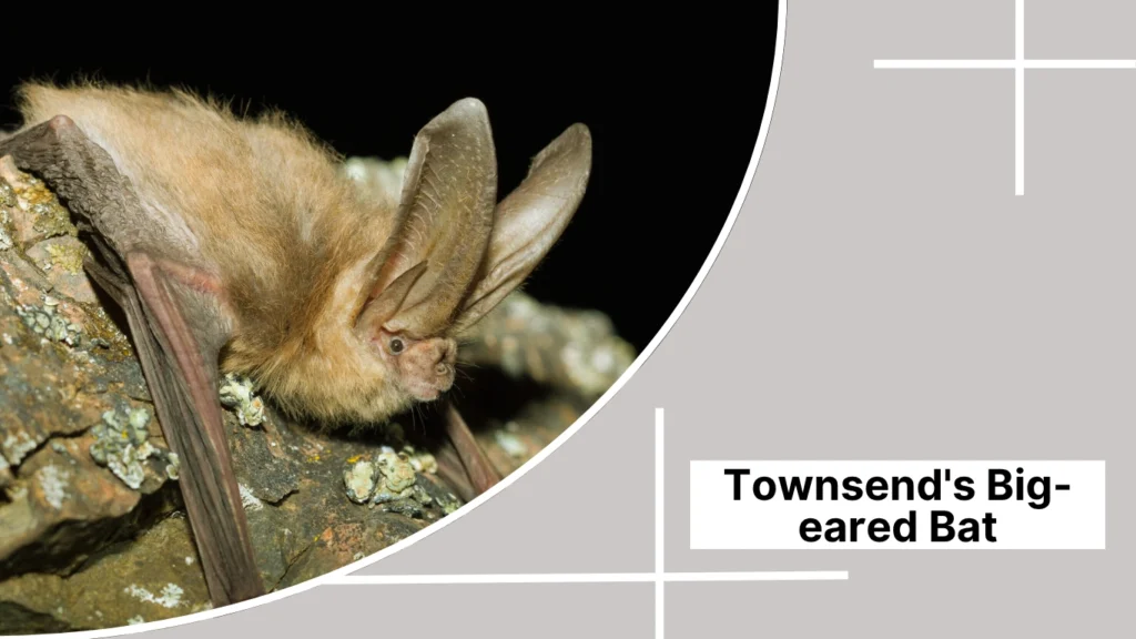 25 Unique Types of Bats: Identification with Pictures