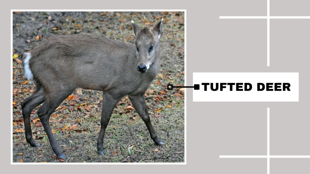 25 Common Types of Deer: Identification With Pictures