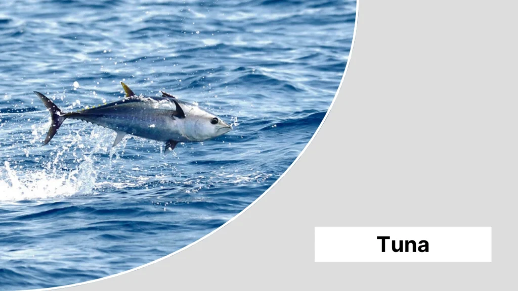 35 Types of Sea Animals: Identification with Pictures and Name