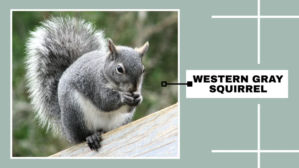 25 Types of Squirrels: Identification with Pictures