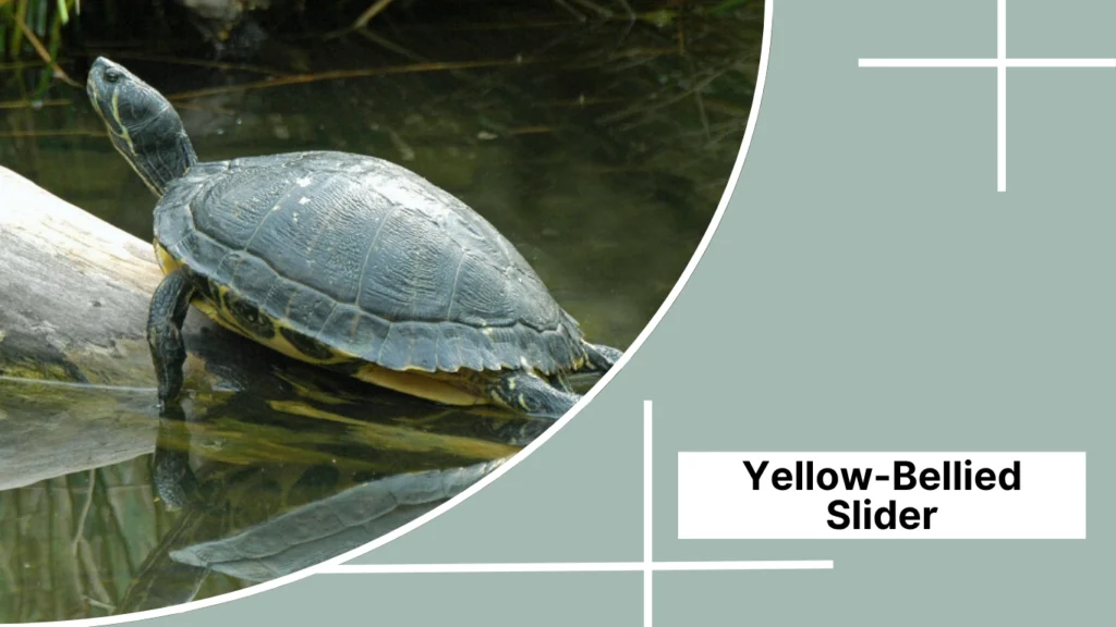 35 Types of Common Turtles: Identification with Name and Pictures