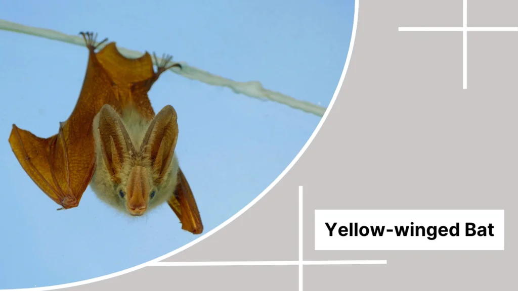 25 Unique Types of Bats: Identification with Pictures