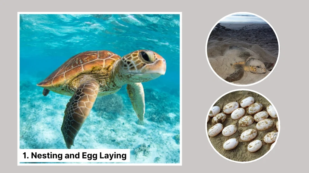 Sea Turtle Life Cycle: All Stages from Egg to Adulthood