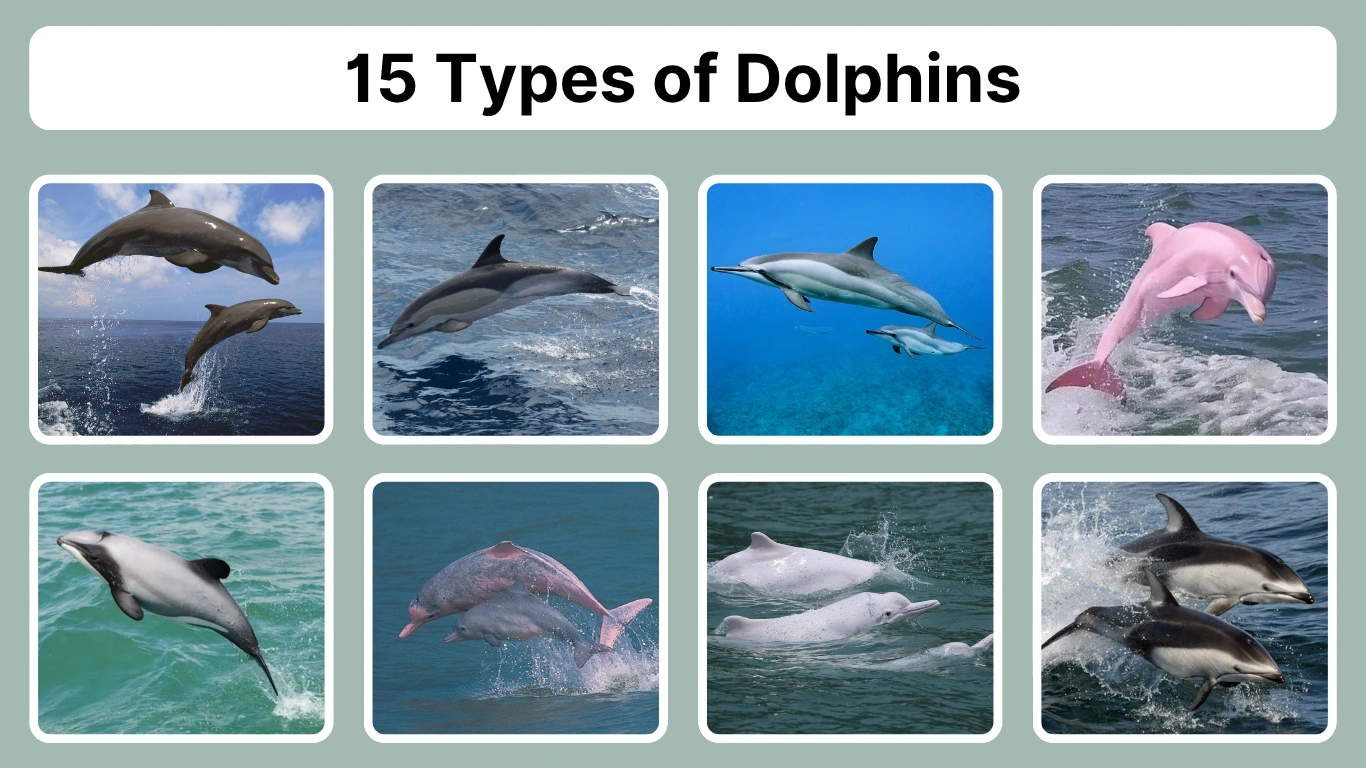 15 Types of Dolphins: Identification With Pictures
