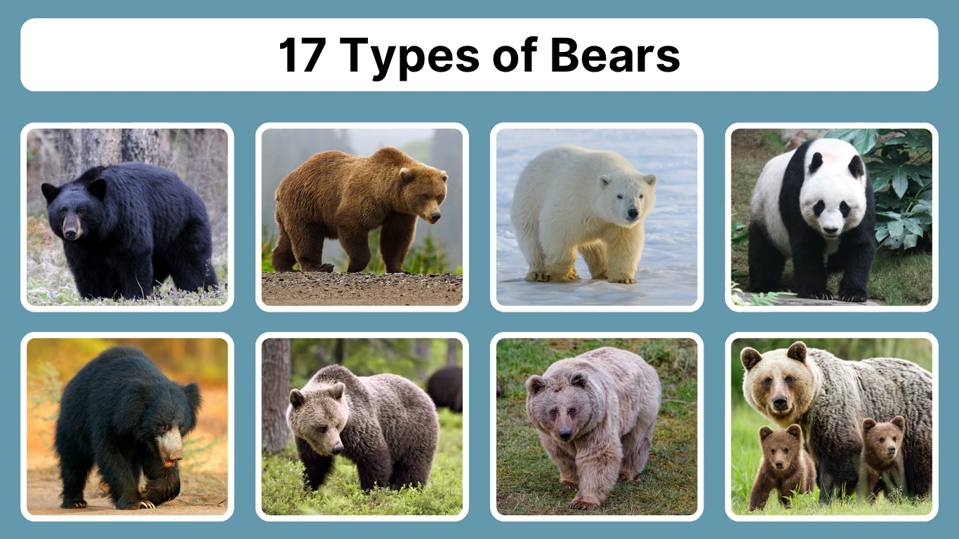 17 Types of Bears: Identification With Pictures