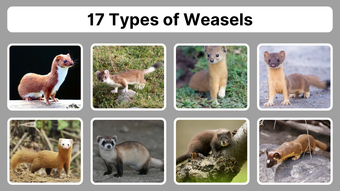 17 Types of Weasels: Species Identification with Pictures