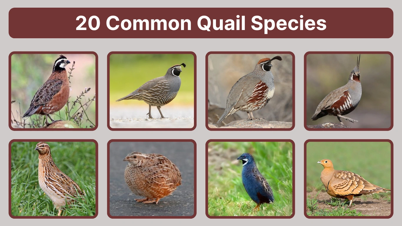 20 Common Quail Species: types Identification with Pictures