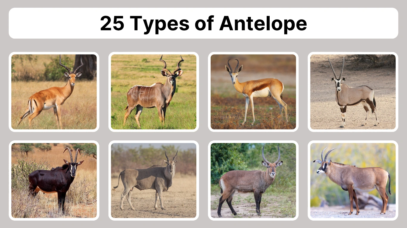 25 Types of Antelope: Species Identification with Pictures