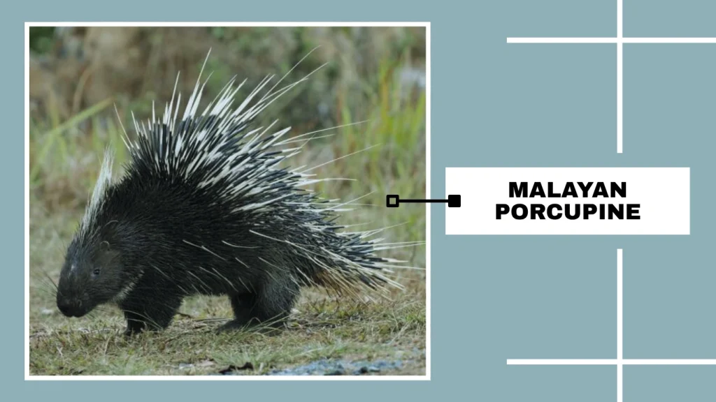 25 Types of Porcupines: Species Identification with Pictures