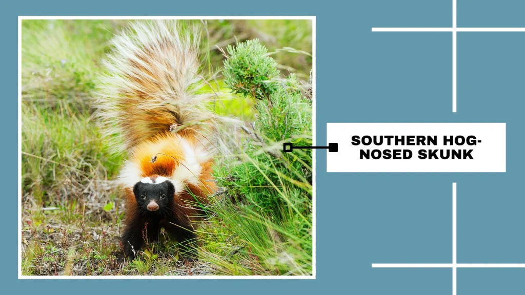 13 Types of Skunks: Species Identification with Pictures