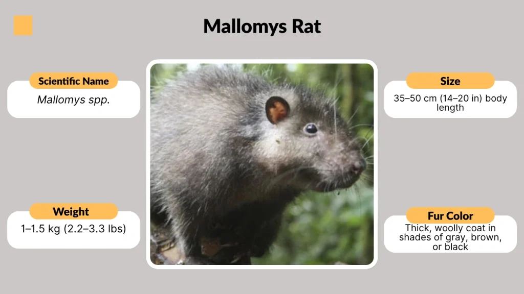 10 Types of Big Rats in the World: Identify by Size