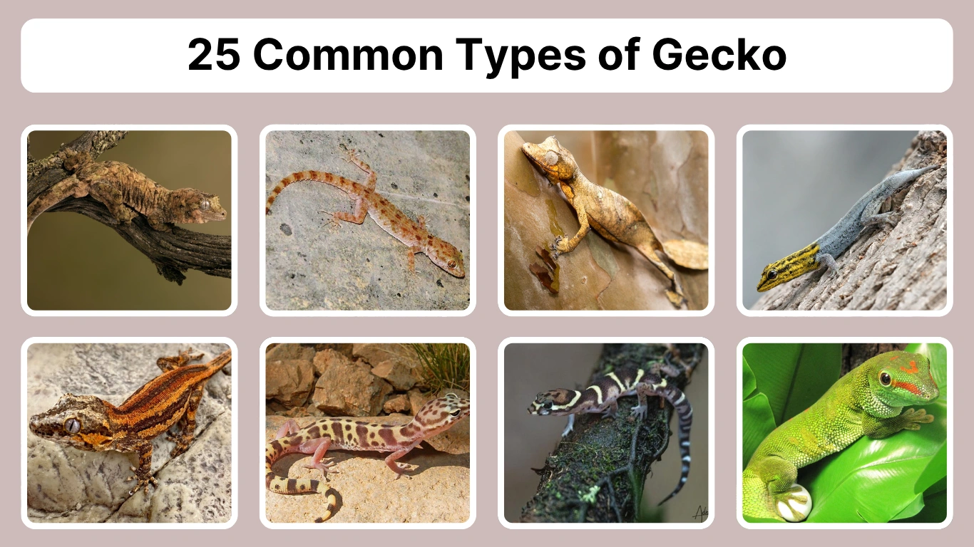 25 Common types of gecko: Identification with Pictures
