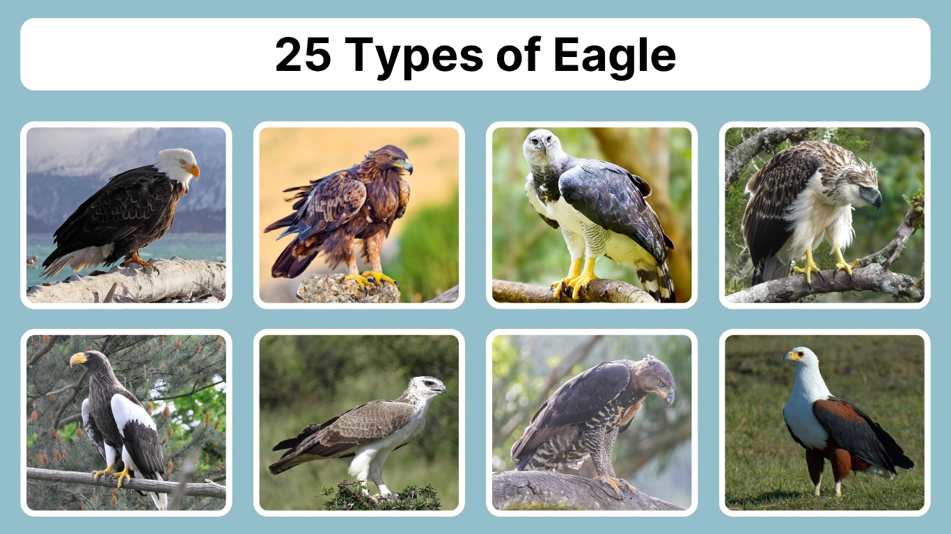 25 Types of Eagle : Species Identification with Pictures