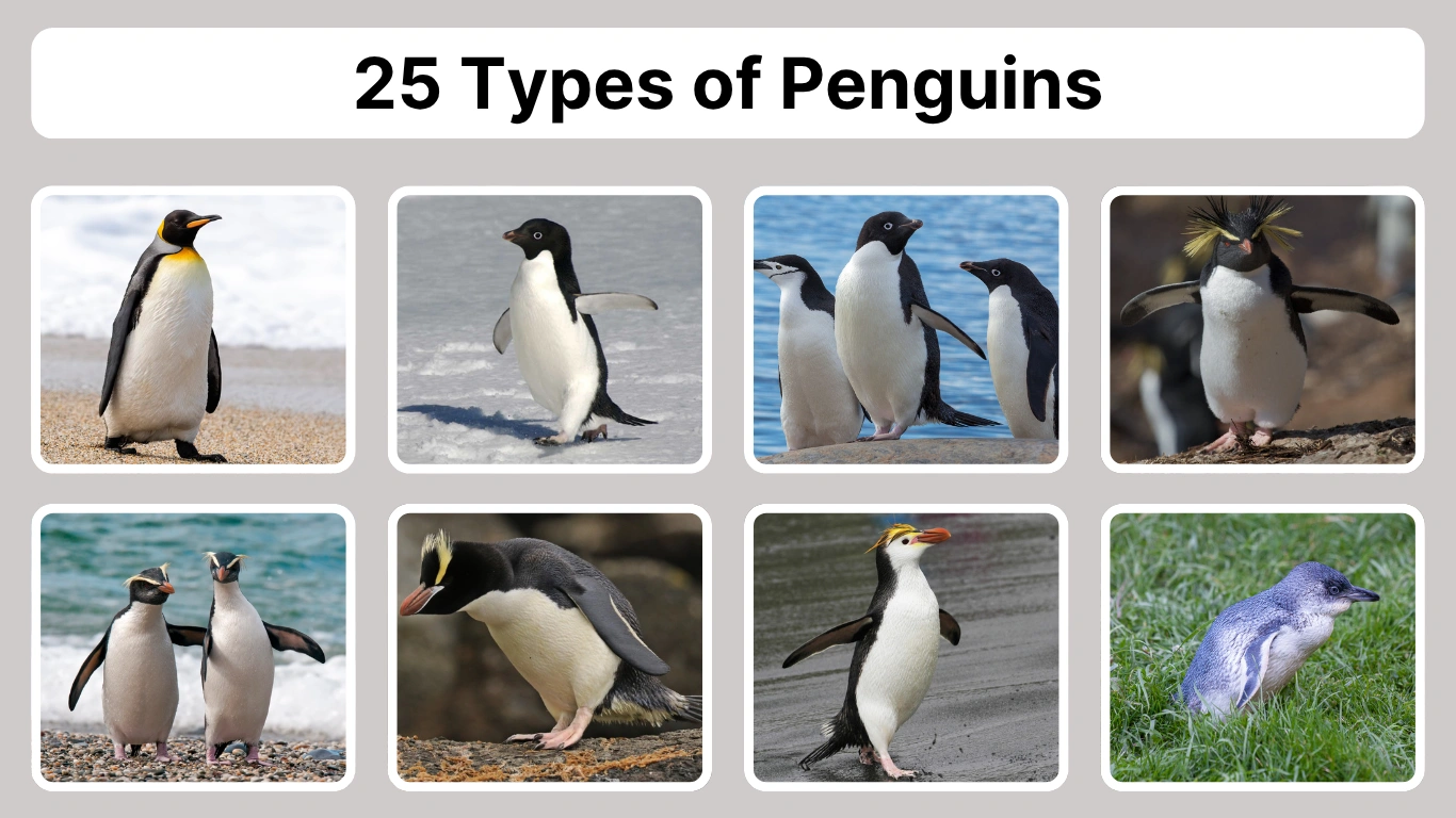 25 Types of Penguins: Species & Subspecies Identification