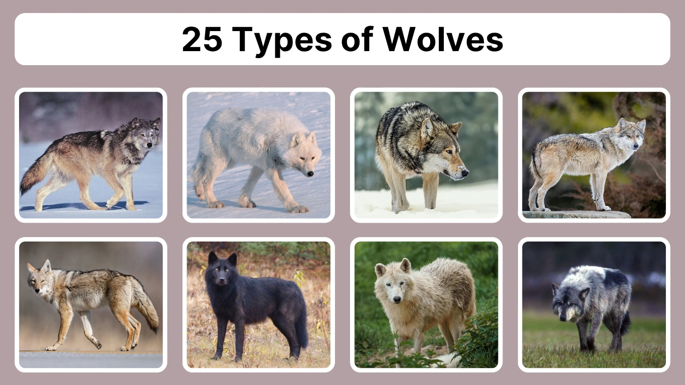 25 Types of Wolves: Species Identification with Pictures