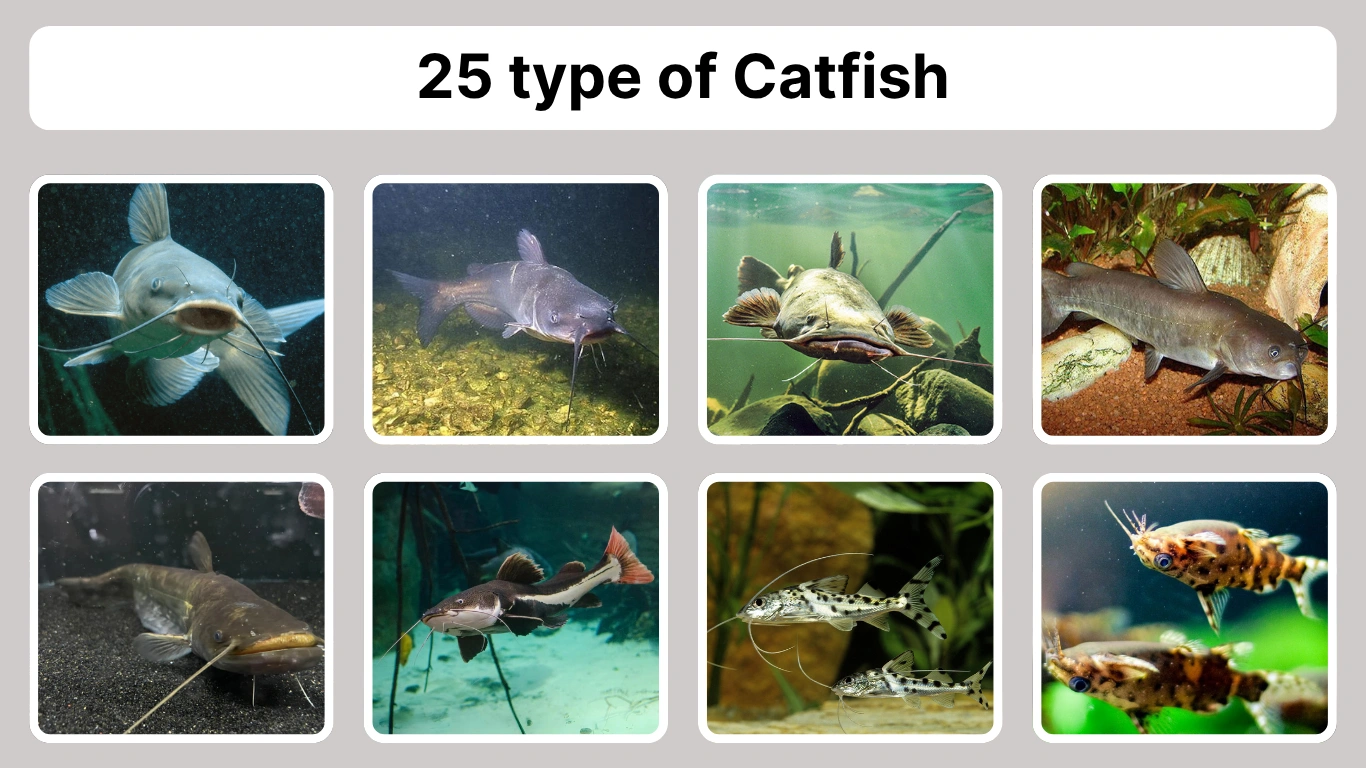 25 type of Catfish: Identification with Pictures